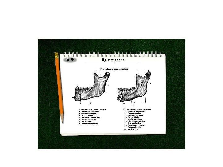 Презентация Развитие черепа Изранов В.А