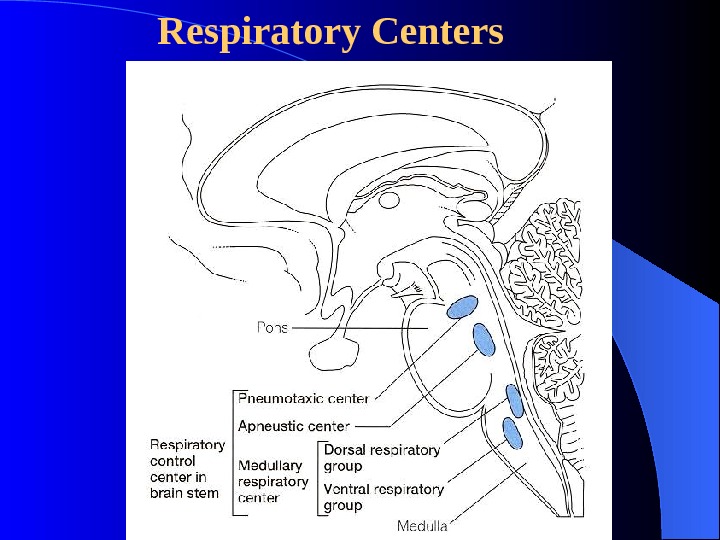 Section 4 Regulation of the Respiration I.