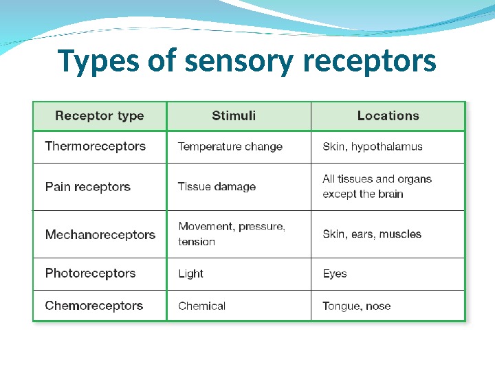 Receptors Provide Information About Both External And Receptors Provide Information About Both External And