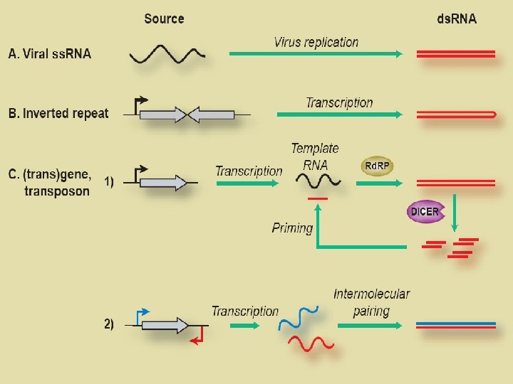 Course Title: Epigenetics Lecture Titles: Lecture I: