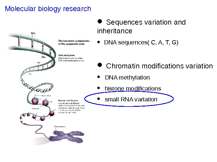 Course Title: Epigenetics Lecture Titles: Lecture I: