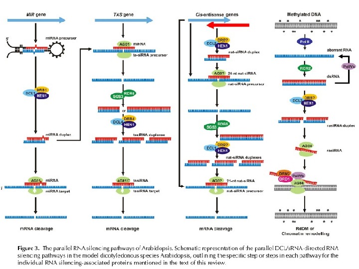 Course Title: Epigenetics Lecture Titles: Lecture I: