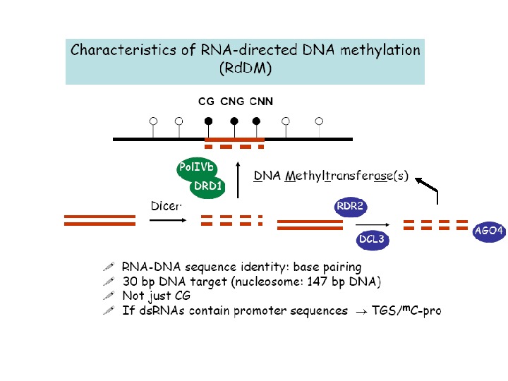 Course Title: Epigenetics Lecture Titles: Lecture I: