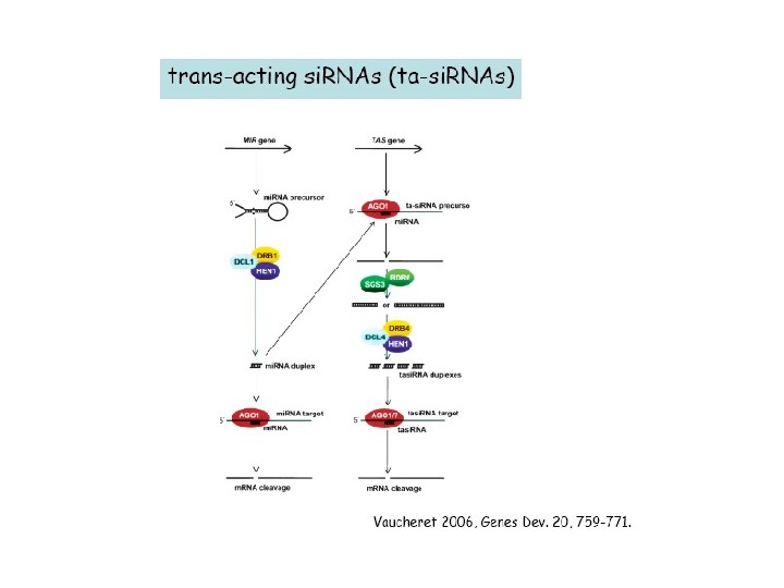 Course Title: Epigenetics Lecture Titles: Lecture I: