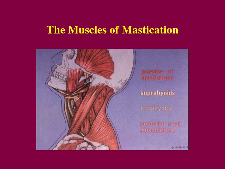 MasticatoryAnatomy TheMusclesofMastication A. TemporalisMuscle Origin: