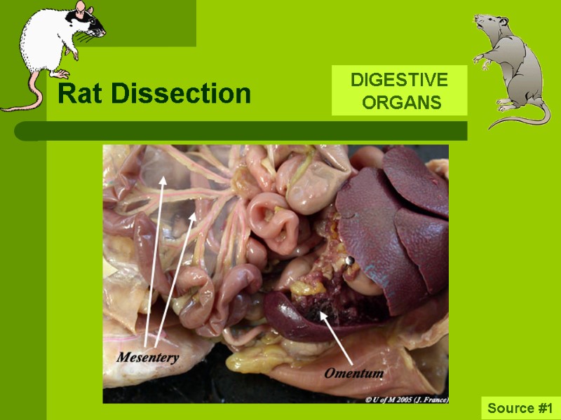 Rat Dissection The following slides are intended to