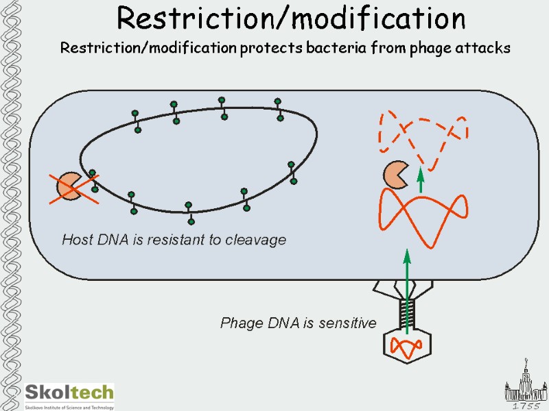 MSU & SkolTech Restriction/modification Restriction/modification ...