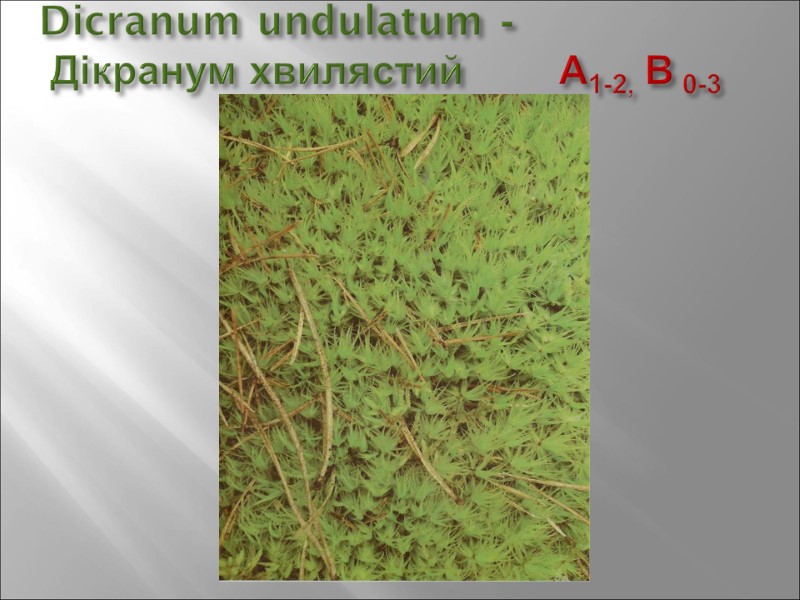 БОТАНІКА ЛІСОВЕ БАГАТОБОРСТВО ФОТОГЕРБАРІЙ Підготувала: АРВАТ Л.С ...