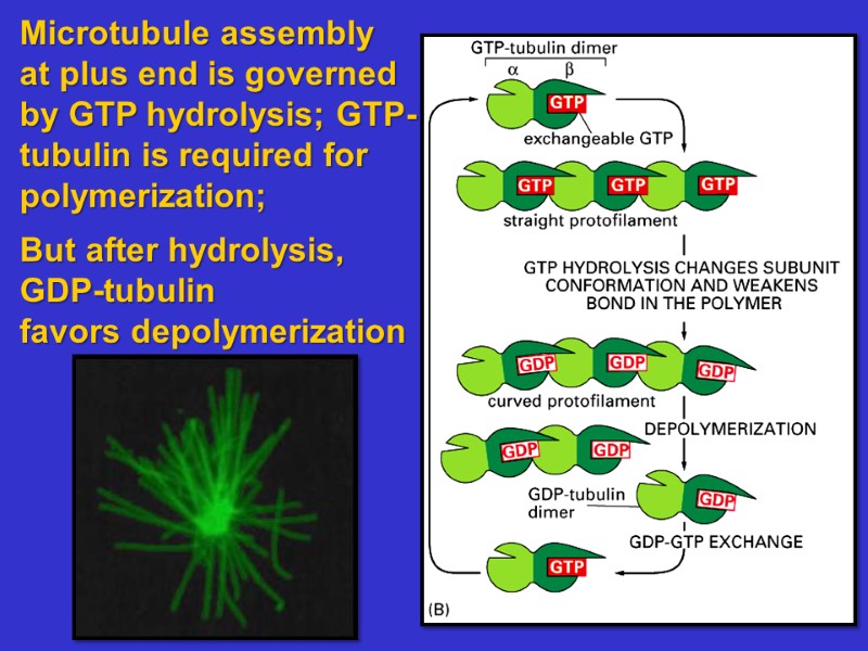 Lecture 20: The Cytoskeleton: Intermediate Filaments and Microtubules
