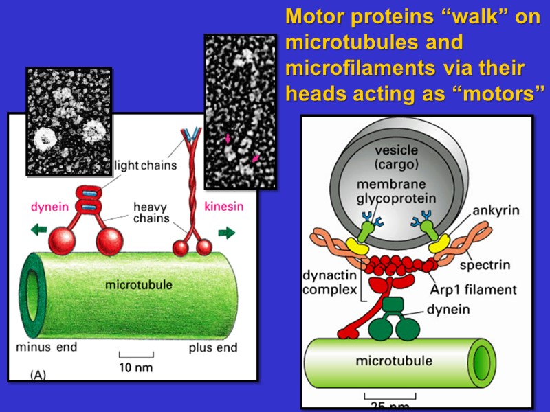 Lecture 20: The Cytoskeleton: Intermediate Filaments and Microtubules