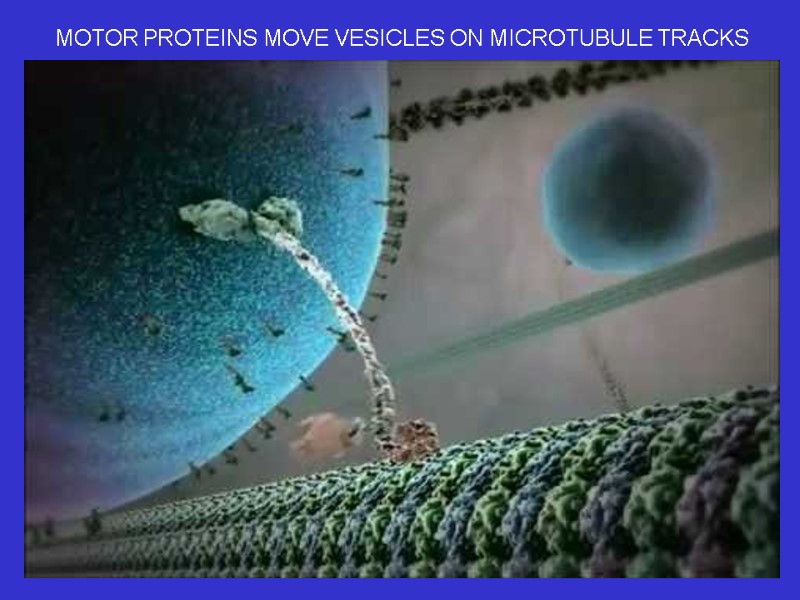 Lecture 20: The Cytoskeleton: Intermediate Filaments and Microtubules