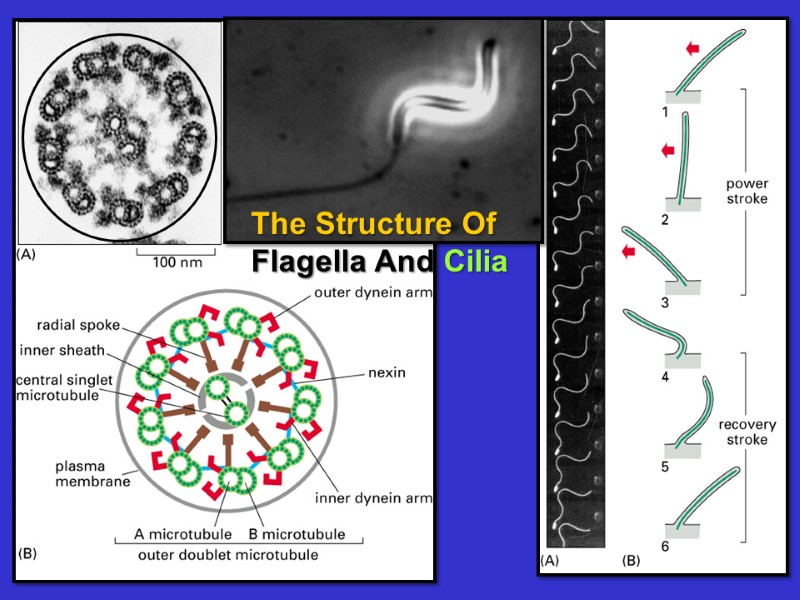 Lecture 20: The Cytoskeleton: Intermediate Filaments and Microtubules