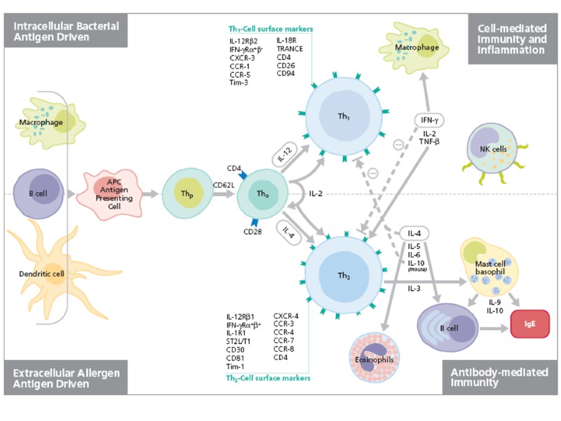 Autism and the Immune System Jane M. El-Dahr,