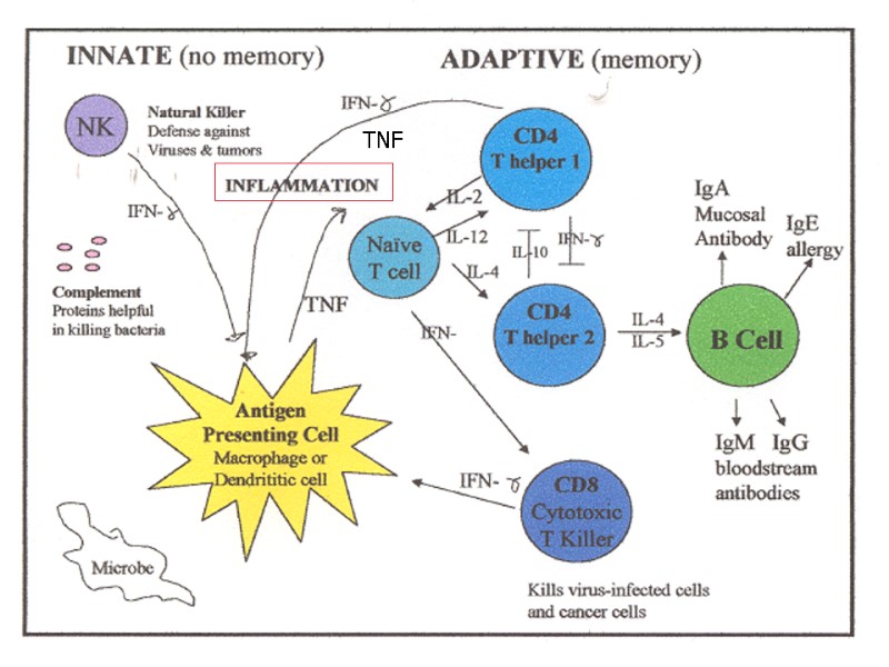 Autism and the Immune System Jane M. El-Dahr,