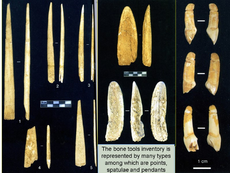 When did the first modern humans make their