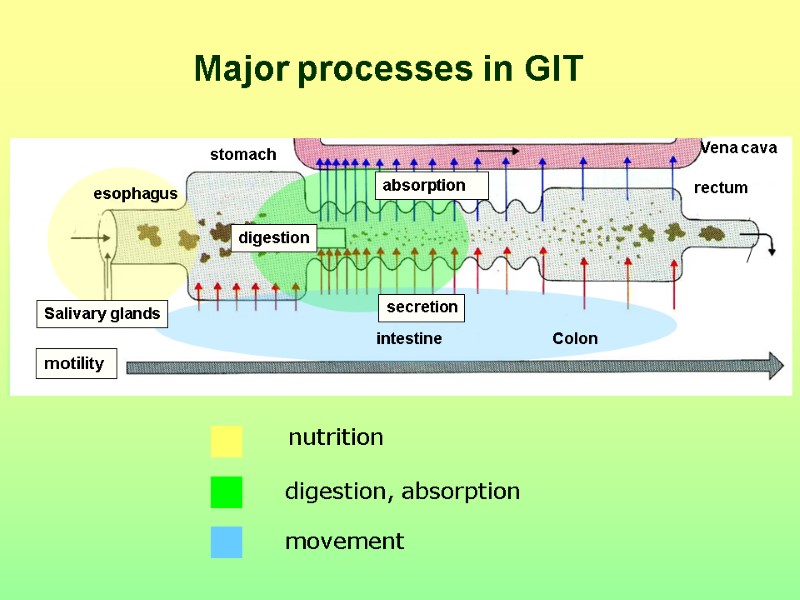 Pathophysiology of gastro-intestinal tract Gastro-intestinal tract ...