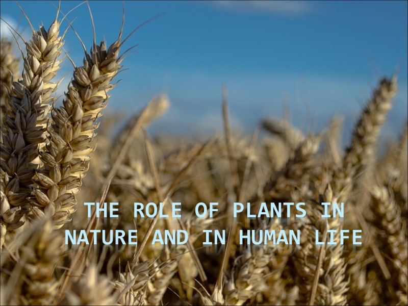 The role of plants in nature and in