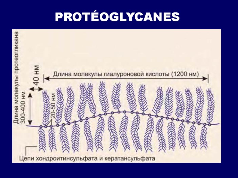 BIOCHIMIE DU TISSU CONJONCTIF ET OSSEUX BIOCHIMIE DU