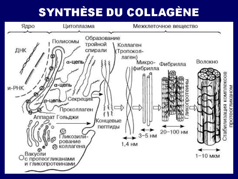 BIOCHIMIE DU TISSU CONJONCTIF ET OSSEUX BIOCHIMIE DU