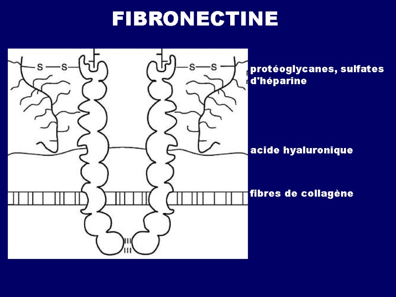 BIOCHIMIE DU TISSU CONJONCTIF ET OSSEUX BIOCHIMIE DU