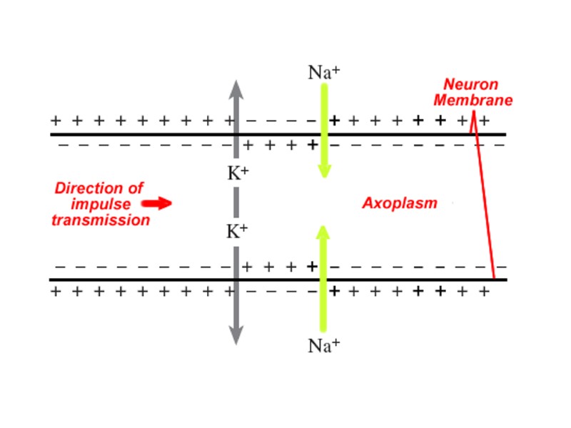 Excitability and excitation. Characteristics of excitable tissues ...