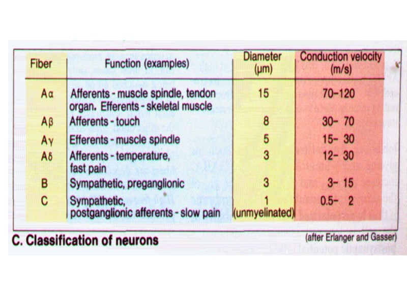 Excitability and excitation. Characteristics of excitable tissues ...