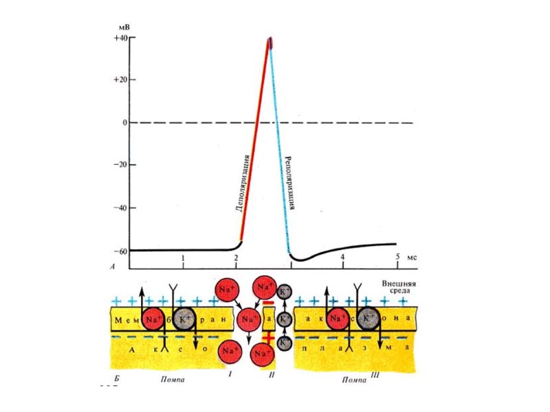 Excitability and excitation. Characteristics of excitable tissues ...