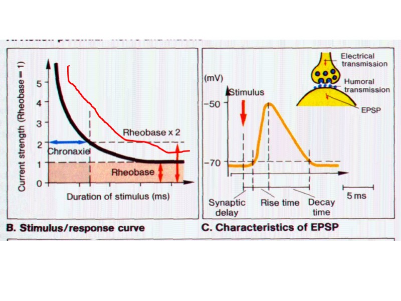 Excitability and excitation. Characteristics of excitable tissues ...