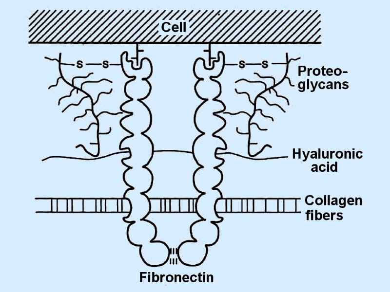 BIOCHEMISTRY OF EXTRACELLULAR MATRIX Collagen structure Proline and
