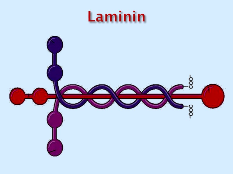 BIOCHEMISTRY OF EXTRACELLULAR MATRIX Collagen structure Proline and
