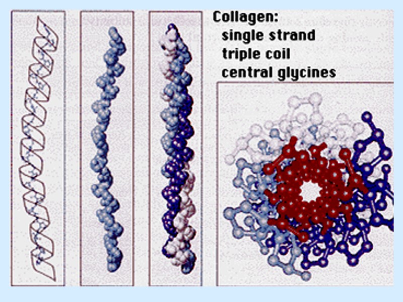BIOCHEMISTRY OF EXTRACELLULAR MATRIX Collagen structure Proline and