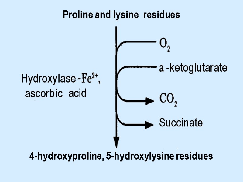 BIOCHEMISTRY OF EXTRACELLULAR MATRIX Collagen structure Proline and