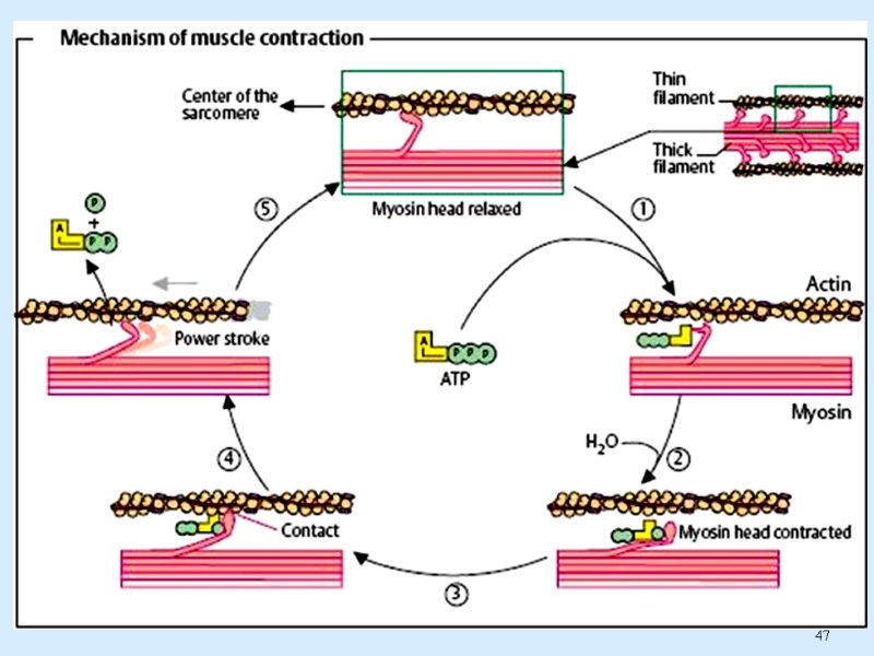 BIOCHEMISTRY OF EXTRACELLULAR MATRIX Collagen structure Proline and