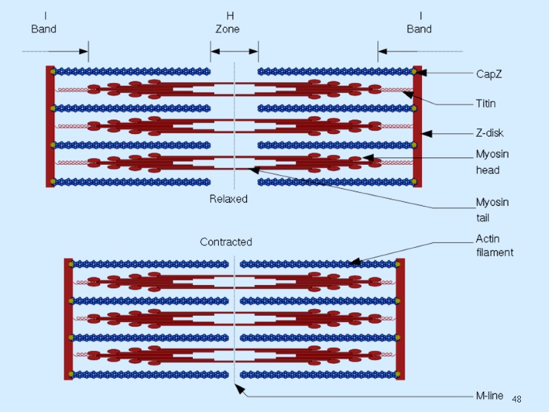 BIOCHEMISTRY OF EXTRACELLULAR MATRIX Collagen structure Proline and