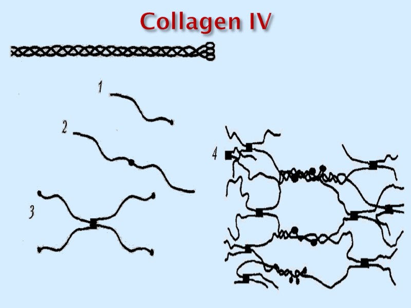 BIOCHEMISTRY OF EXTRACELLULAR MATRIX Collagen structure Proline and