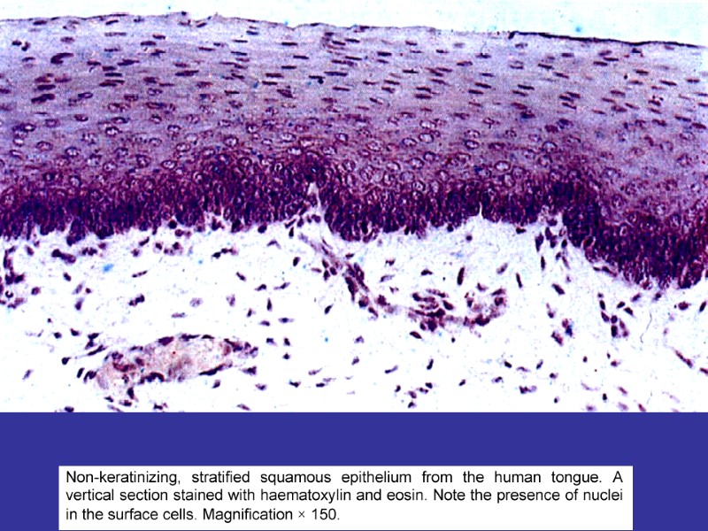 Tissues. The histophysiology of the Epithelial tissue. Tissue.