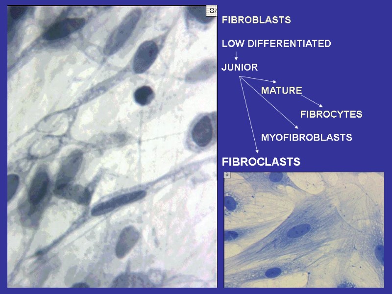 THE HISTOLOGY OF THE FIBROUSE CONNECTIVE TISSUE The