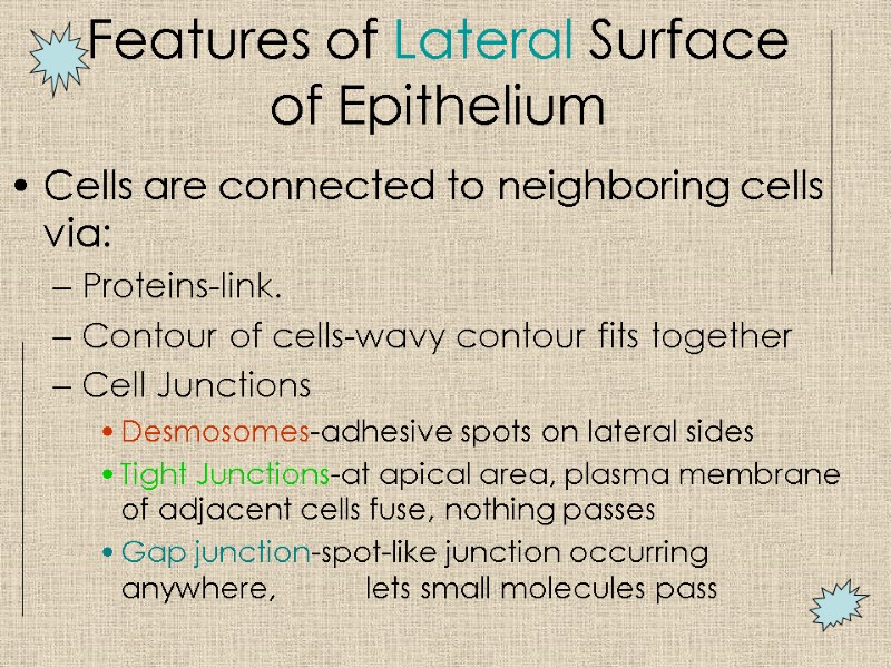 Epithelial and Connective Tissues Epithelial tissues Classes Junctions