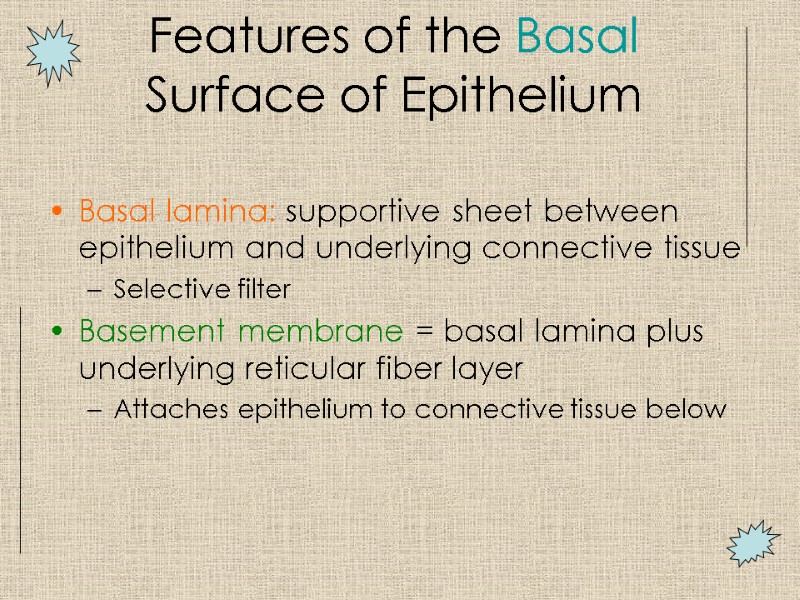 Epithelial and Connective Tissues Epithelial tissues Classes Junctions