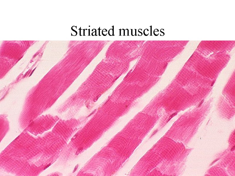 Muscle tissue Lecture N7 Muscle tissue satisfy requirement