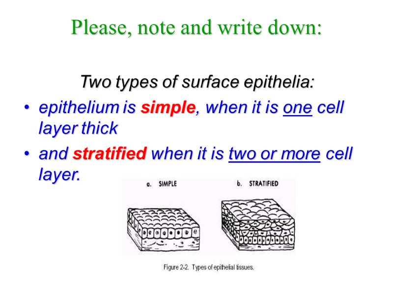 Lecture 3 Tissues. 1. Epithelial tissue. Cytology, embryology,