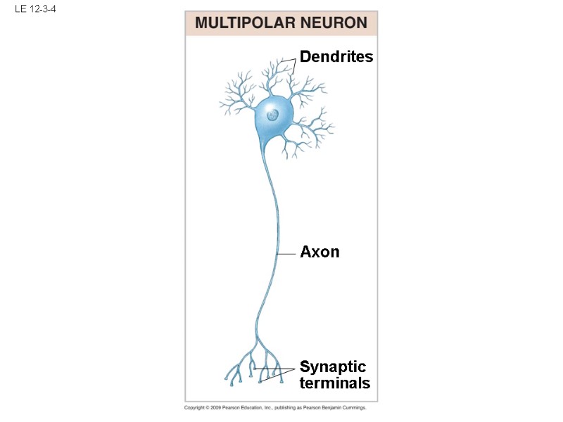 LE 12-1 Dendrites Perikaryon Nucleus Cell body Axon