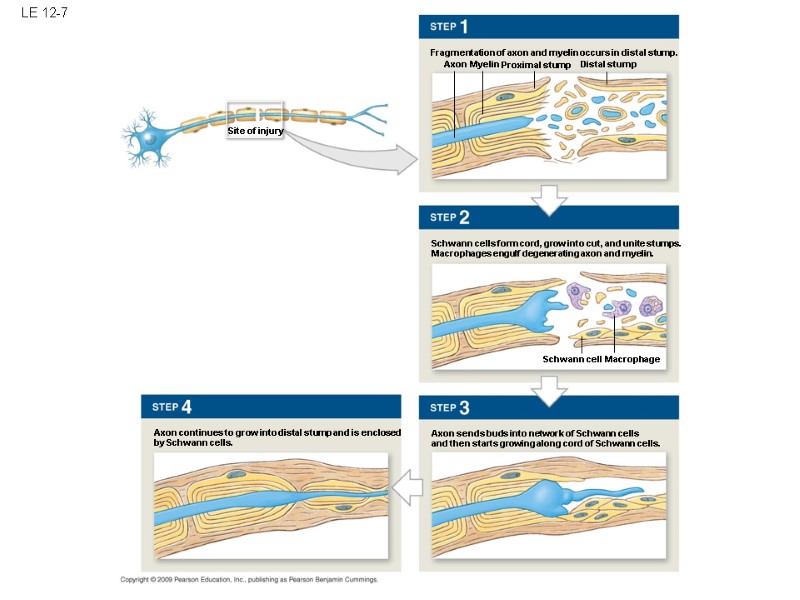 LE 12-1 Dendrites Perikaryon Nucleus Cell body Axon