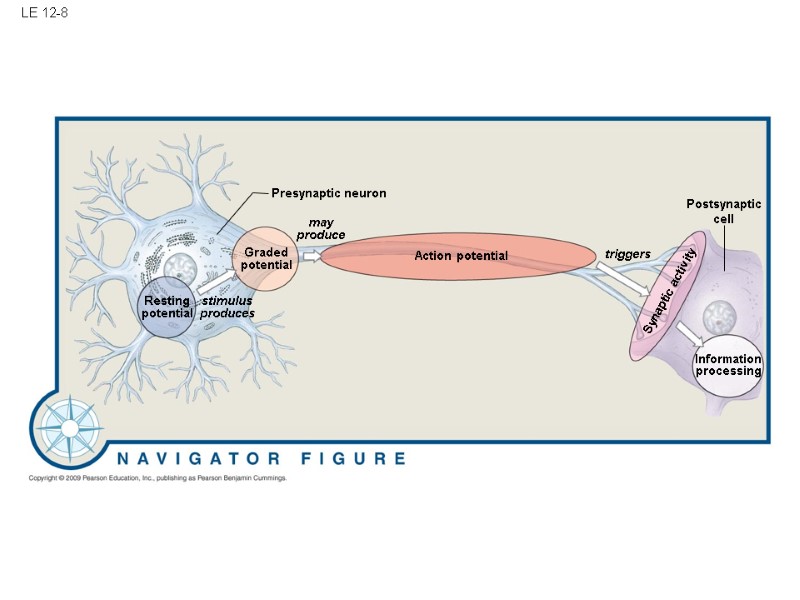 LE 12-1 Dendrites Perikaryon Nucleus Cell body Axon