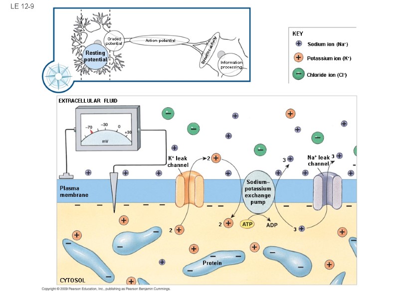 LE 12-1 Dendrites Perikaryon Nucleus Cell body Axon