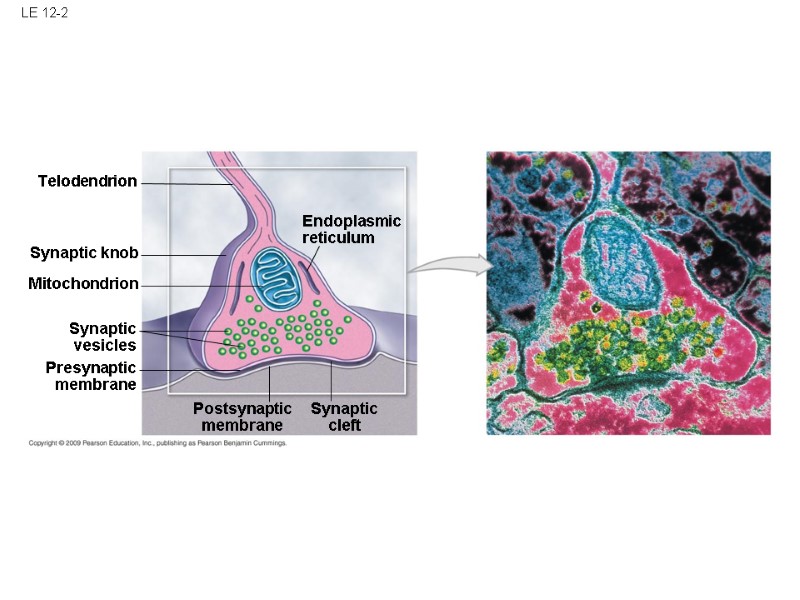 LE 12-1 Dendrites Perikaryon Nucleus Cell body Axon