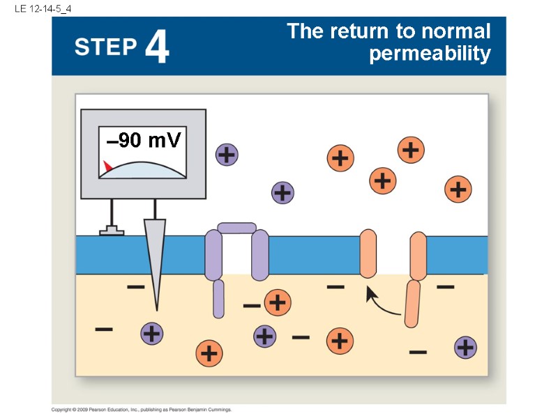 LE 12-1 Dendrites Perikaryon Nucleus Cell body Axon