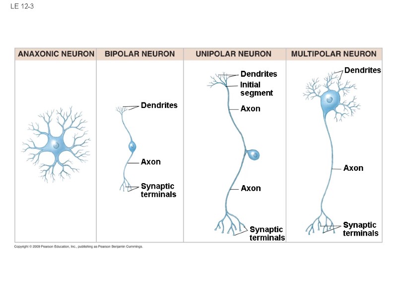 LE 12-1 Dendrites Perikaryon Nucleus Cell body Axon