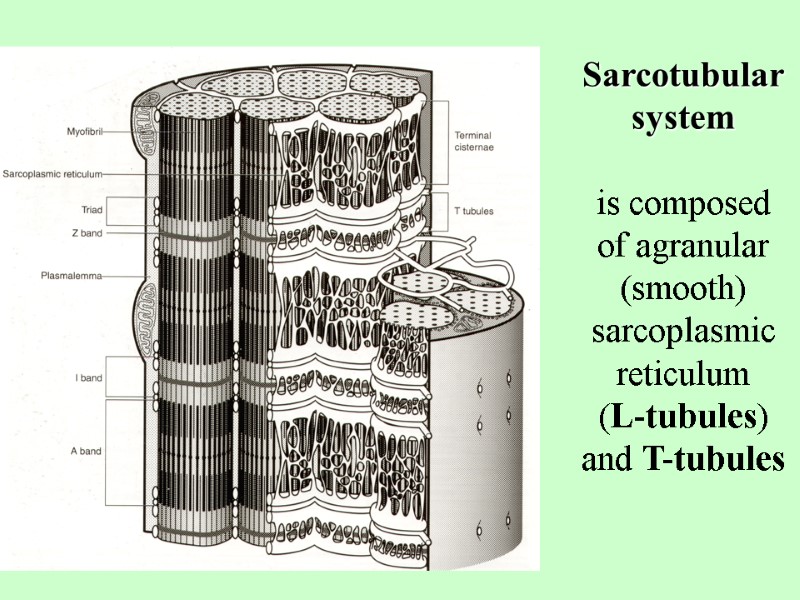 Muscle tissues Ass. Professor Goriachkina Valeria Lvovna Muscle