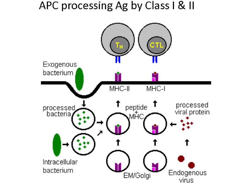 MAJOR HISTO-COMPATIBILITY TRANSPLANTATION OBJECTIVES HLA & MHC STRUCTURE